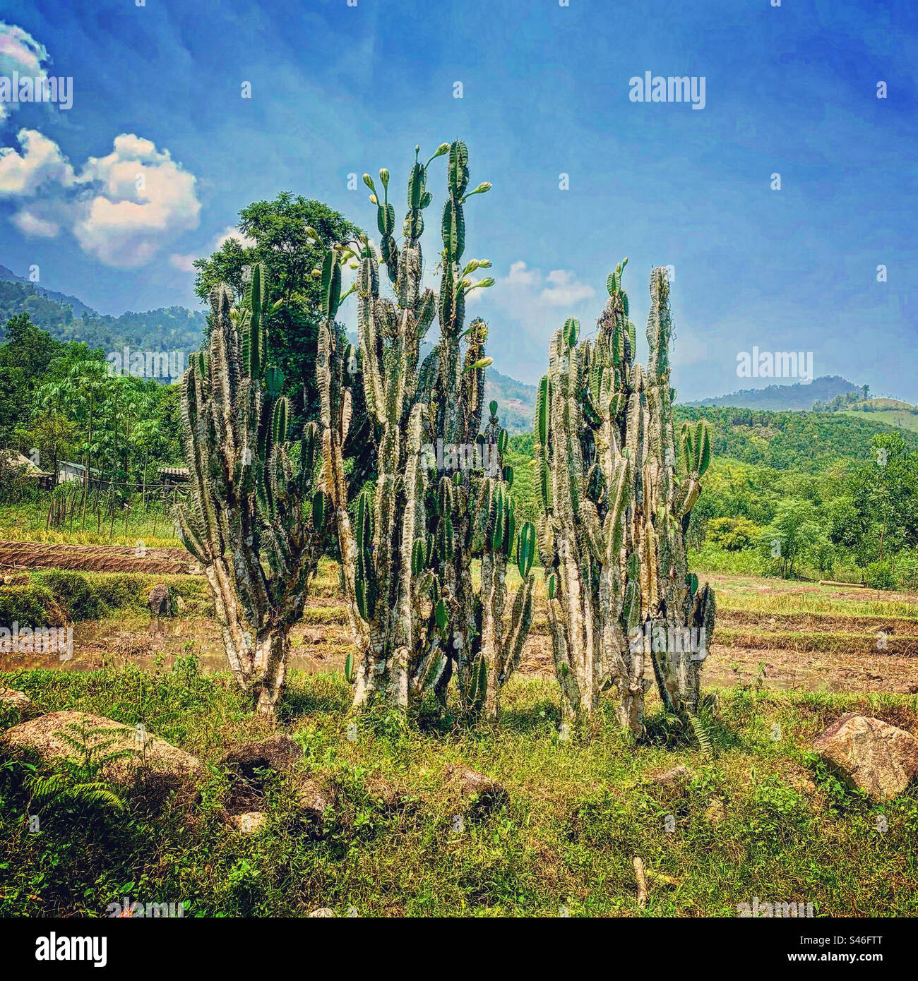 Oldcactus hi-res stock photography and images - Alamy