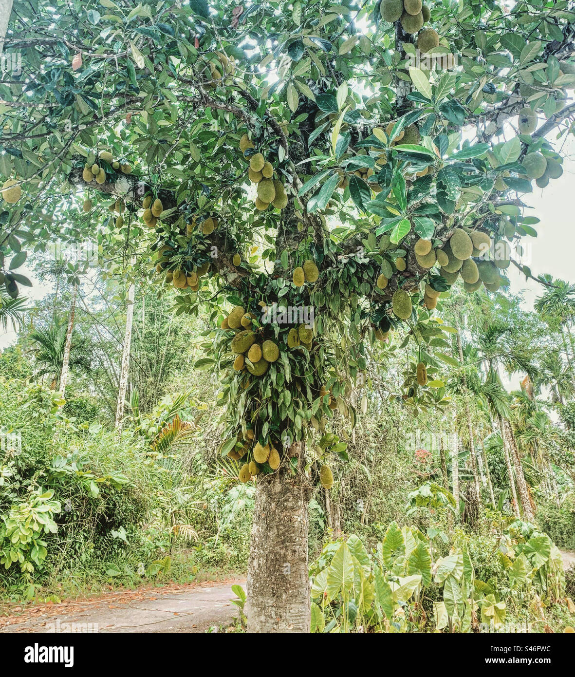 Fruitphotos hi-res stock photography and images - Alamy