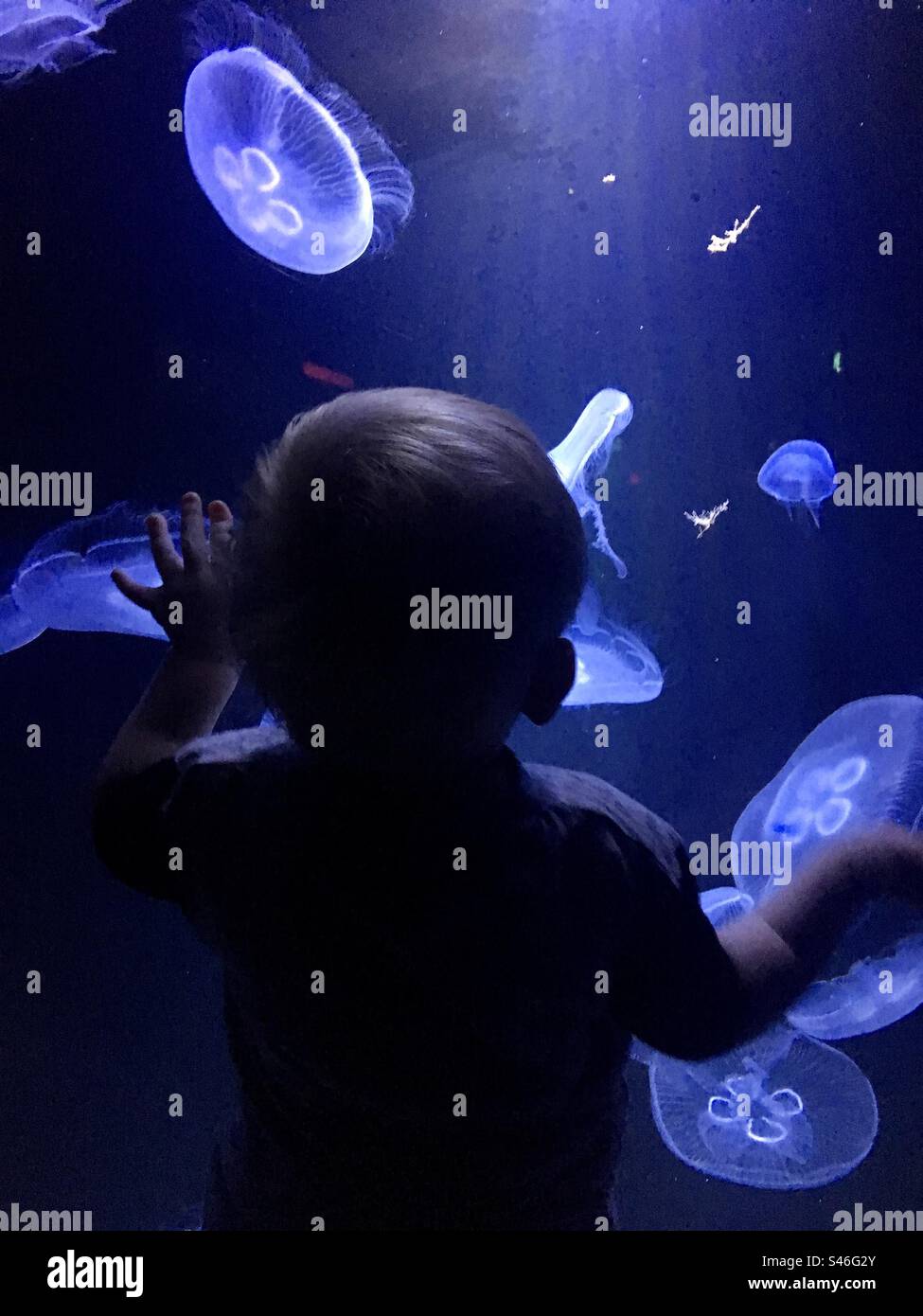 Bottom of the ocean hi-res stock photography and images - Alamy