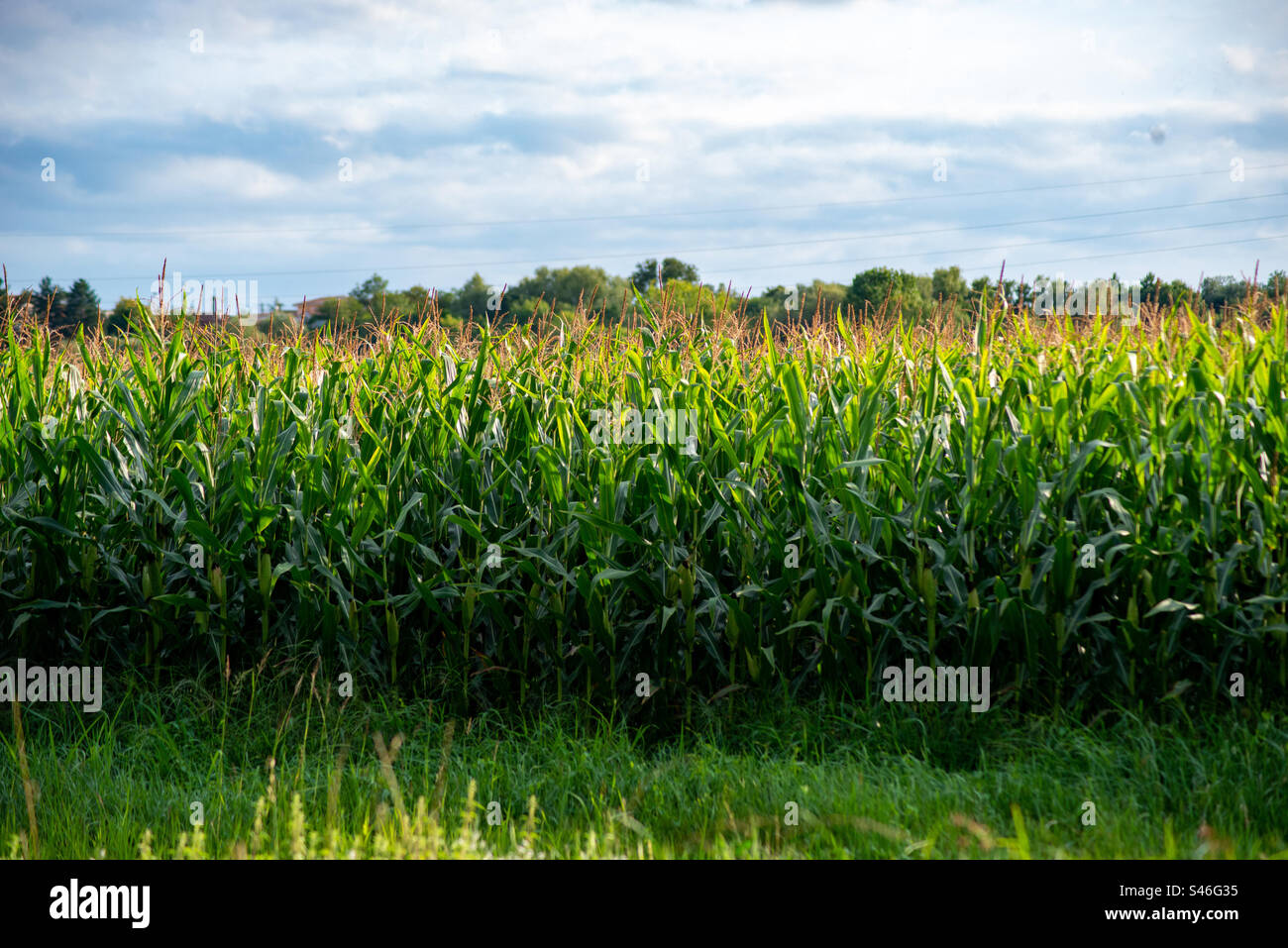 French cornfield hi-res stock photography and images - Alamy