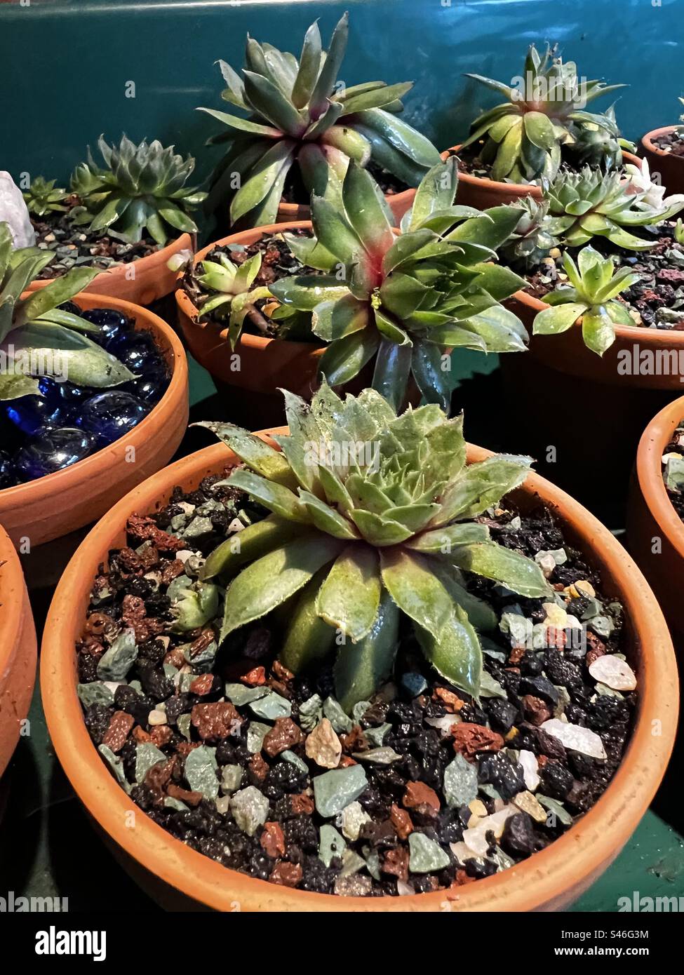 Succulents in terracotta pots hi-res stock photography and images - Alamy