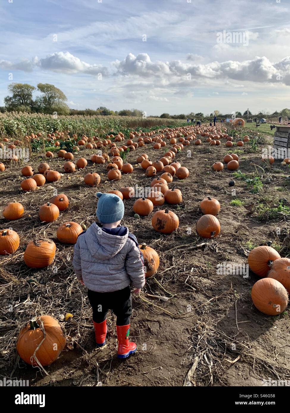 Cutest pumpkin hi-res stock photography and images - Alamy