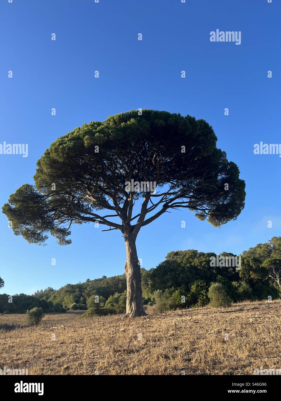 Magic tree hi-res stock photography and images - Alamy