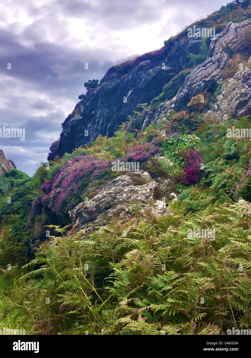 Heather head hi-res stock photography and images - Alamy