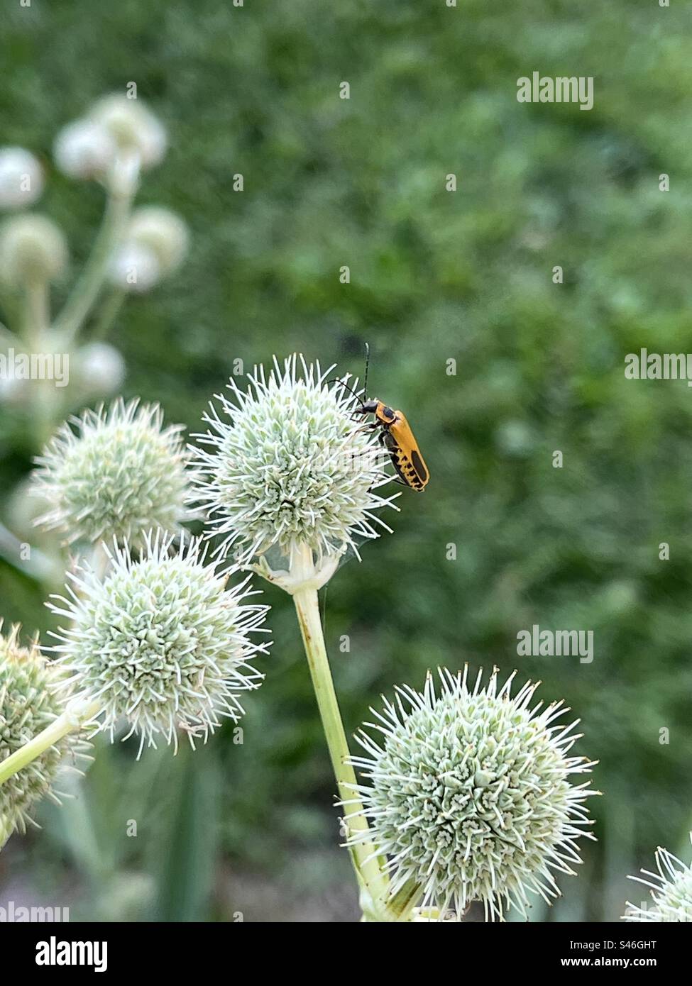 Soldier beetle parsley hi-res stock photography and images - Alamy
