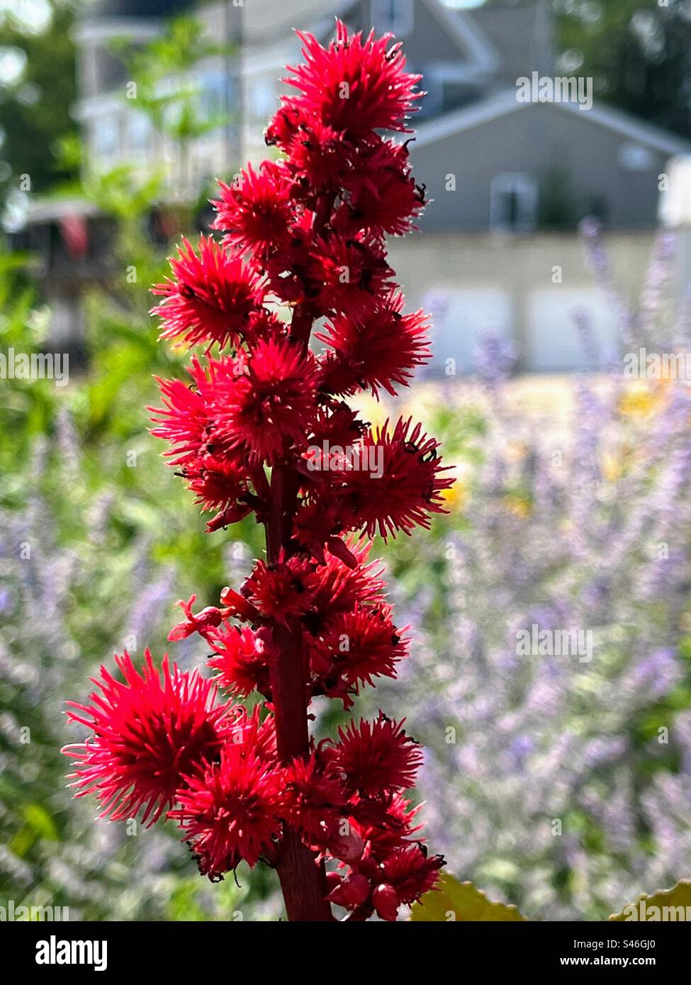 Ricinus plant hi-res stock photography and images - Alamy