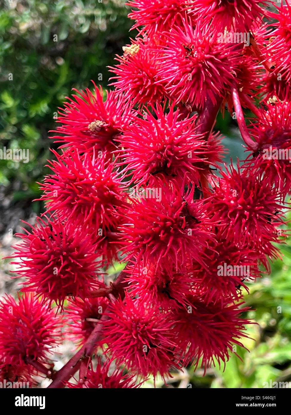 Ricinus plant with spiny seed capsules Stock Photo - Alamy