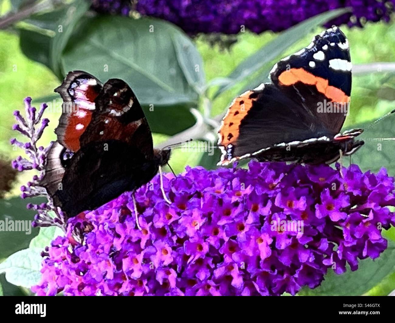 Two Butterflies on Buddleia Stock Photo - Alamy