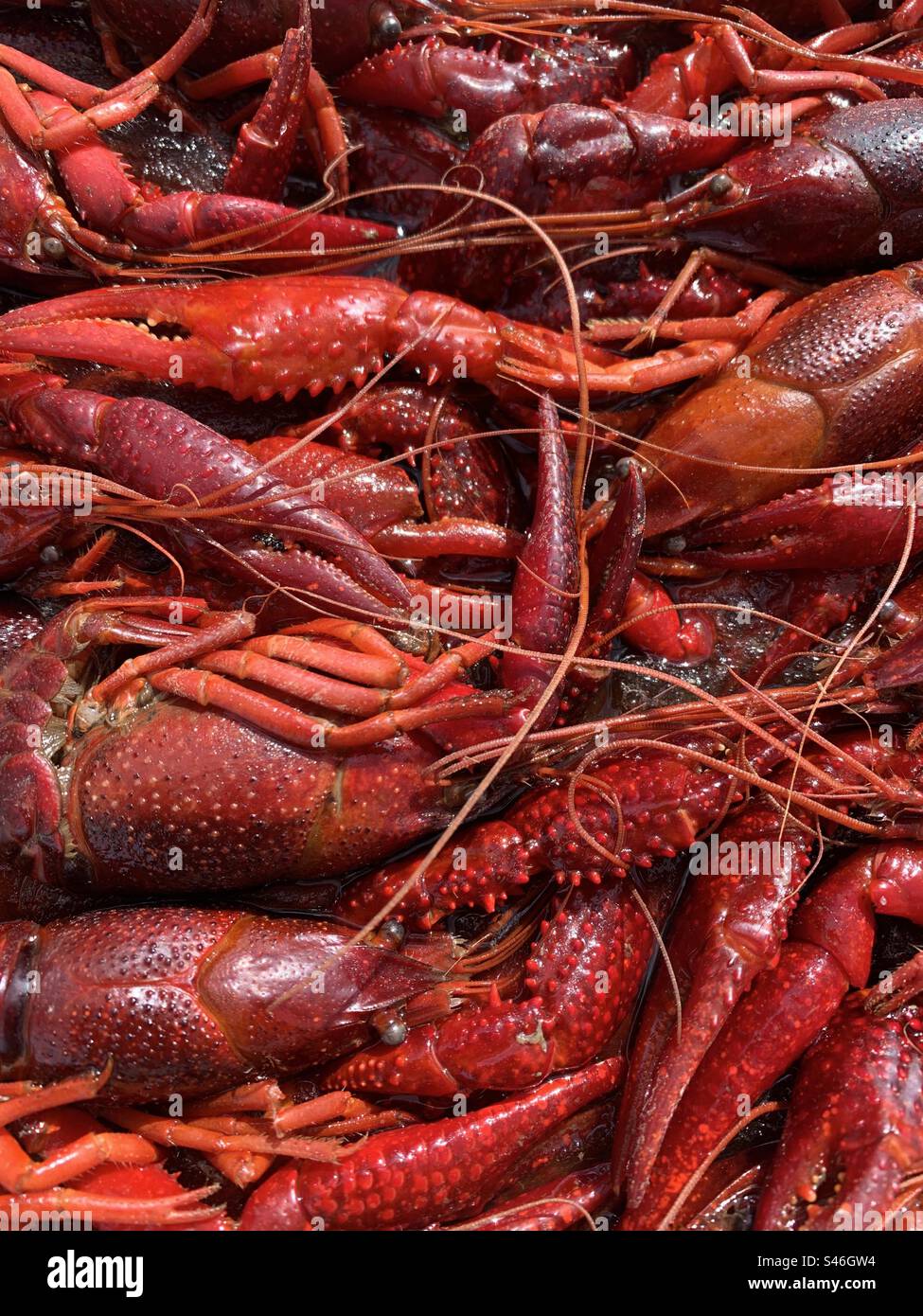Bright red crayfish Stock Photo - Alamy