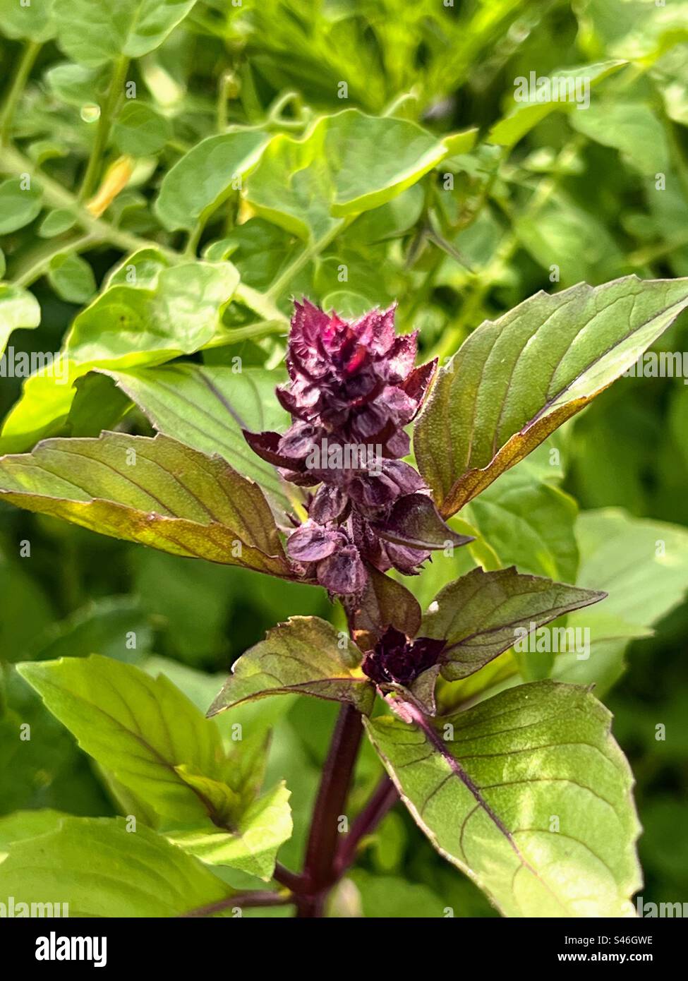 Basil spikes hi-res stock photography and images - Alamy
