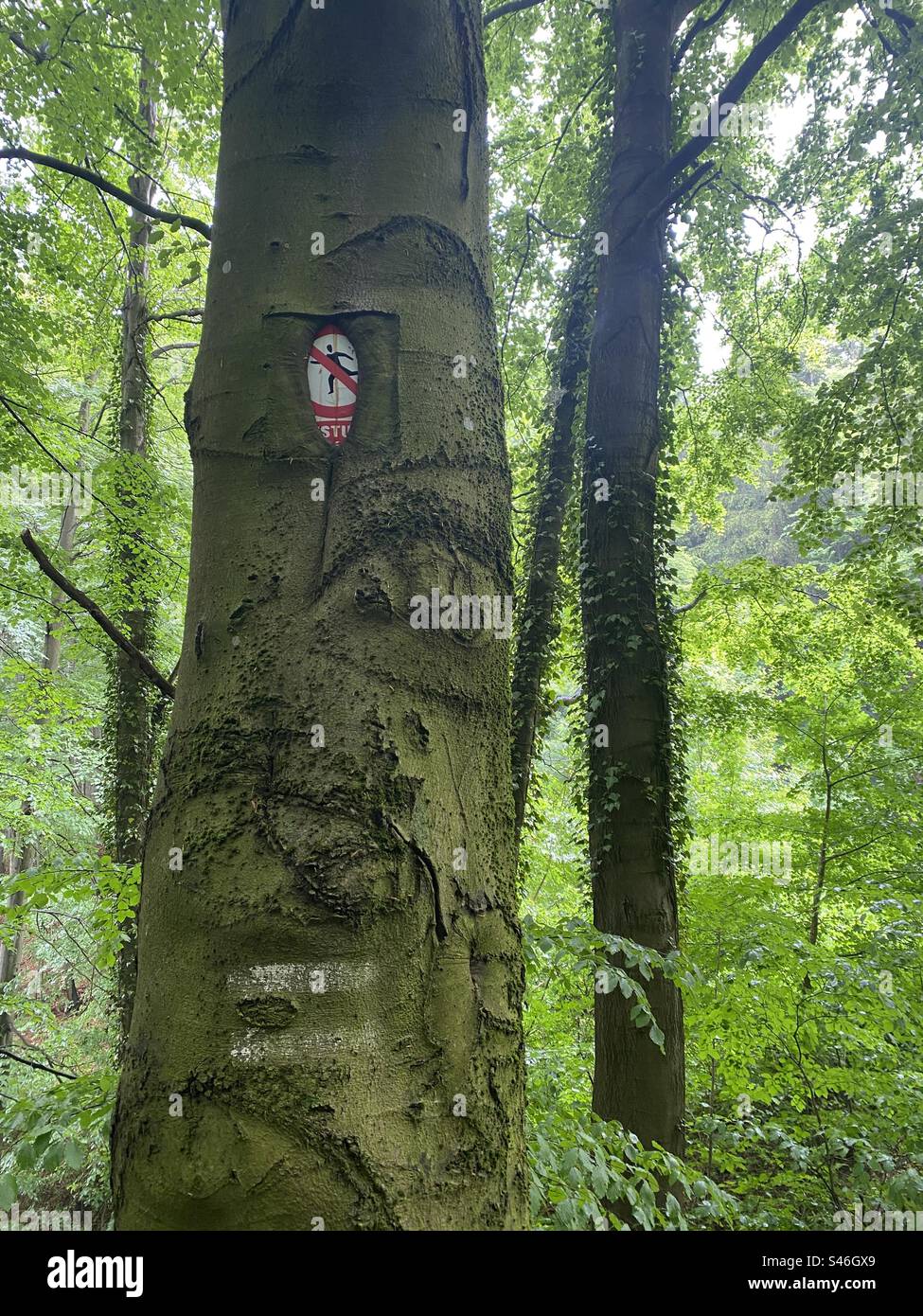 Grown tree hi-res stock photography and images - Alamy