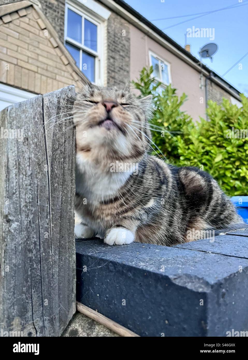 Animal tabby hi-res stock photography and images - Alamy