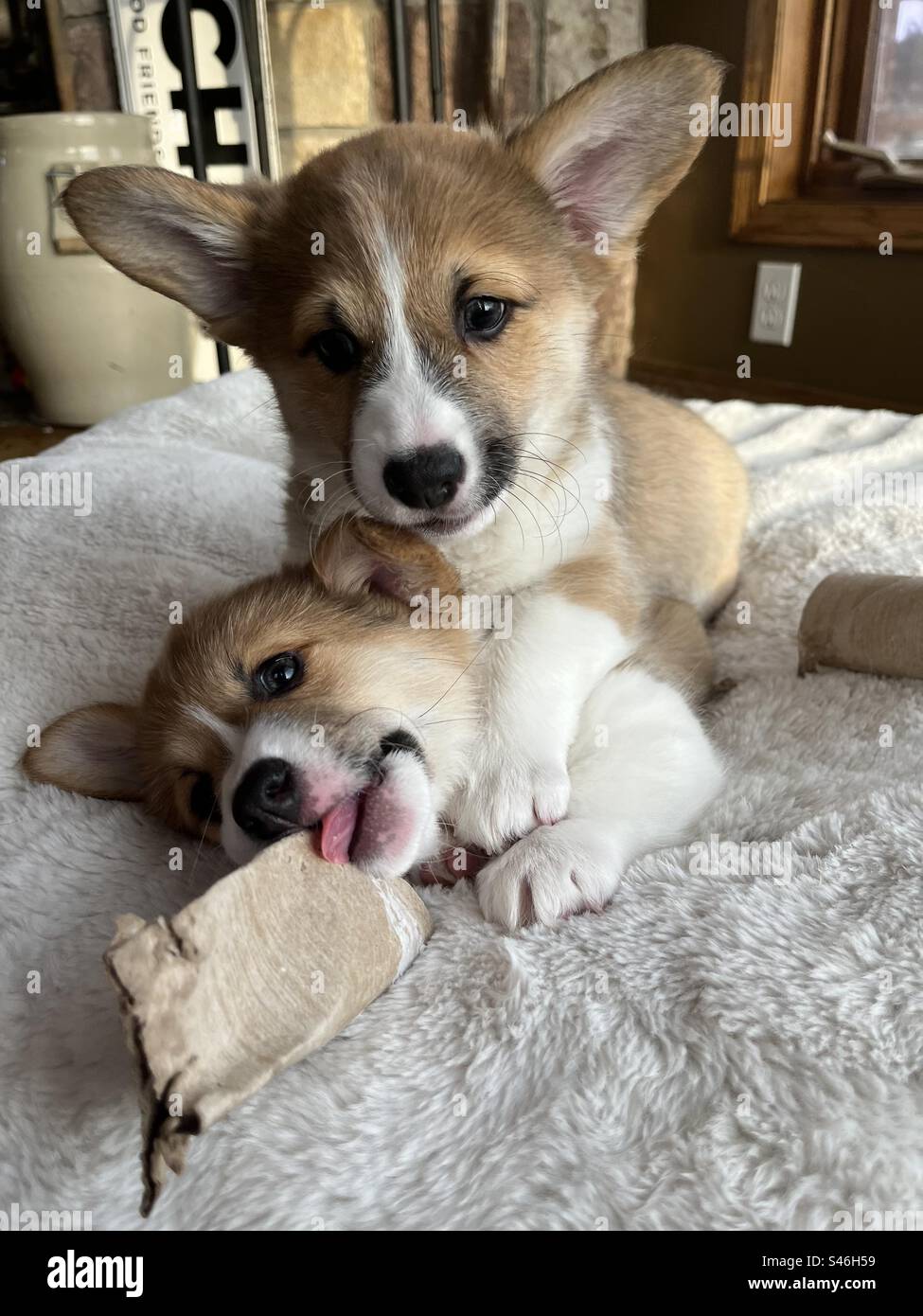 Mine dogs hi-res stock photography and images - Alamy