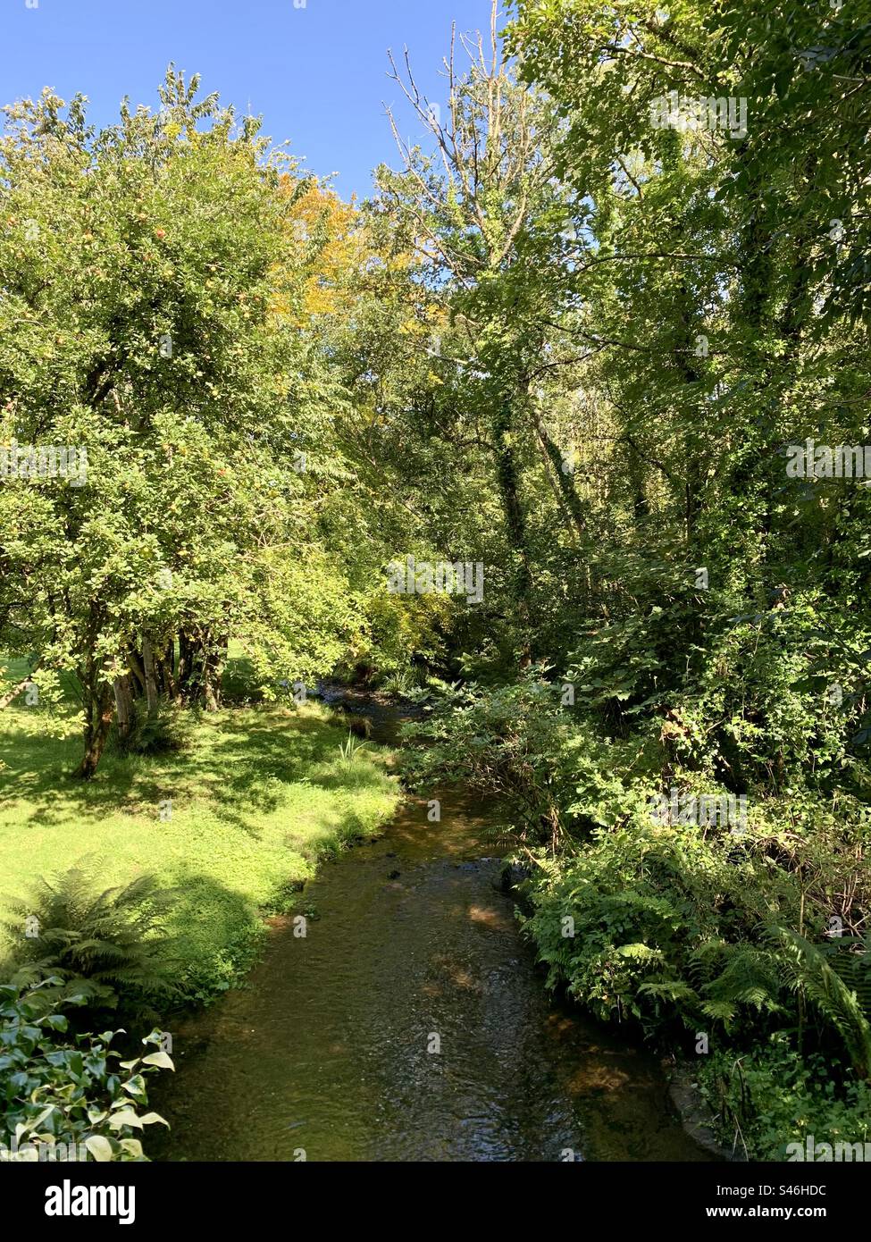 Sunny stream and trees Stock Photo - Alamy