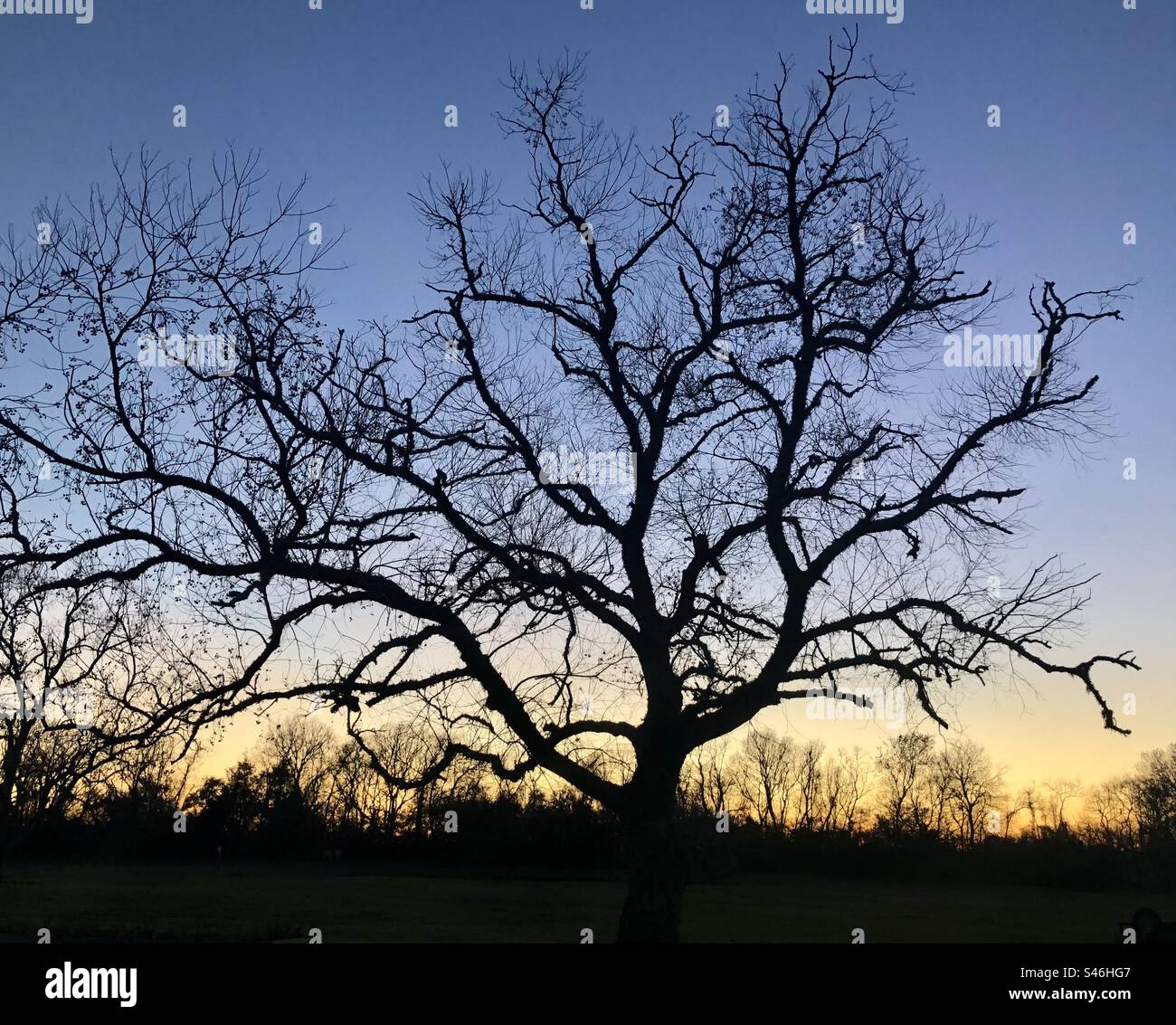 Silhouette of a tree at dusk Stock Photo - Alamy