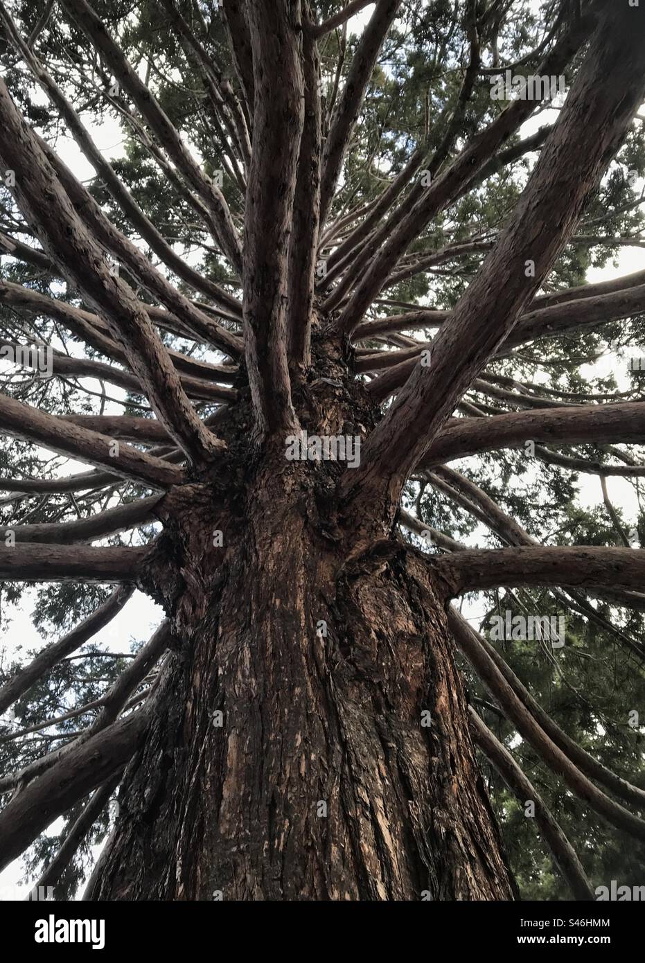 Branches view hi-res stock photography and images - Alamy