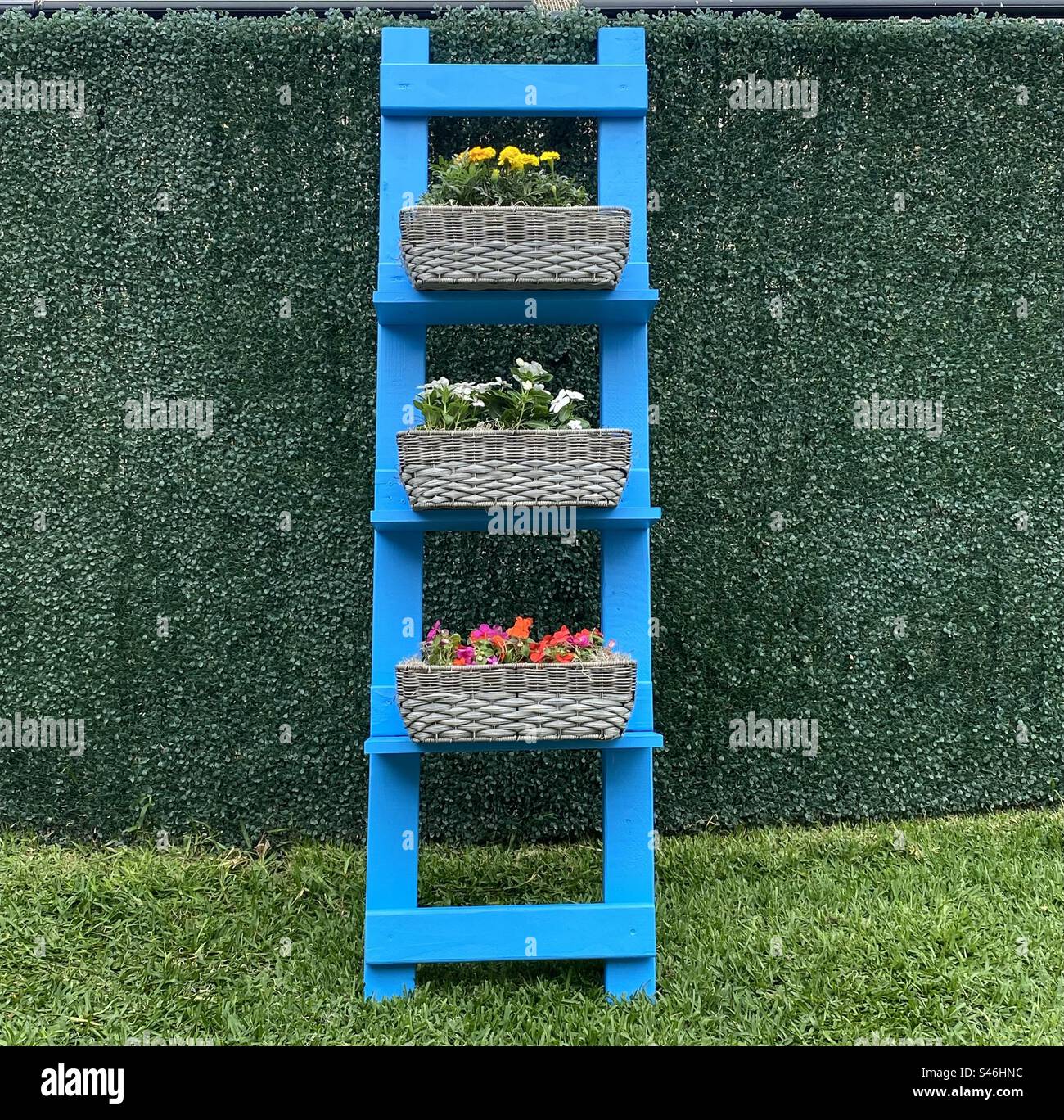 Blue ladder with flower pots hi-res stock photography and images - Alamy