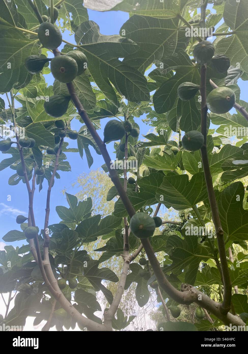 Fig tree uk hi-res stock photography and images - Alamy