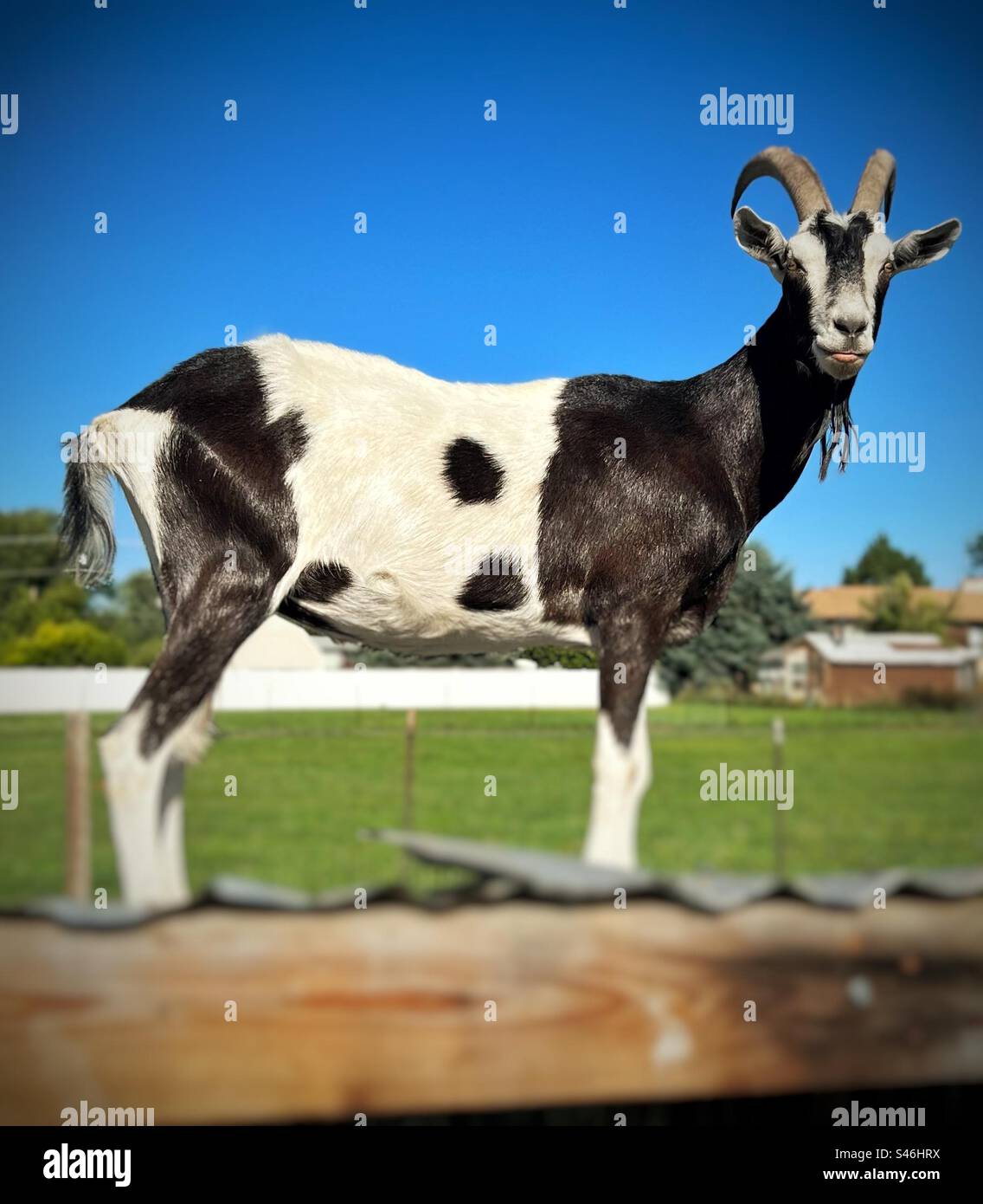 Pack goat hi-res stock photography and images - Alamy