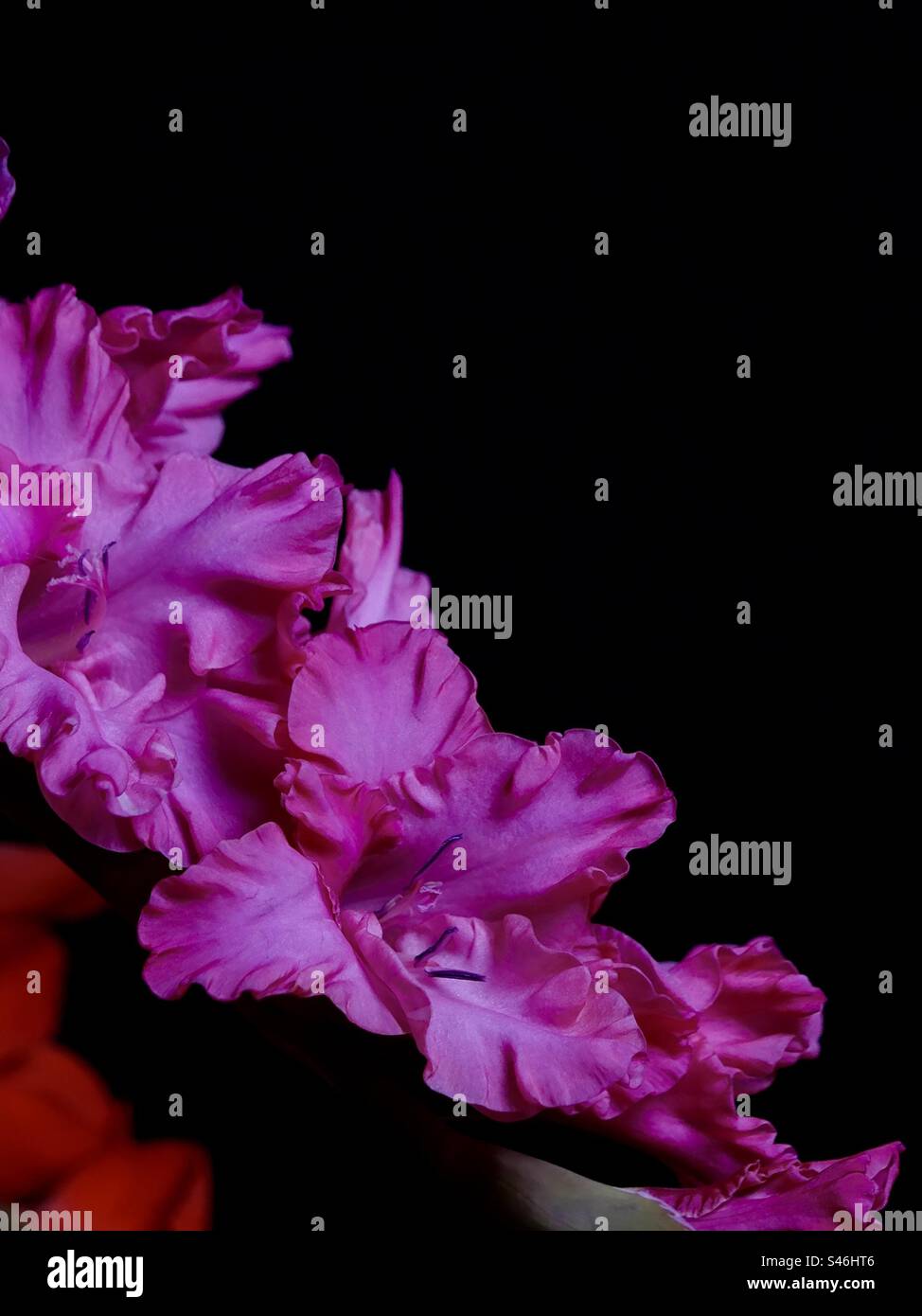 Recited hi-res stock photography and images - Alamy