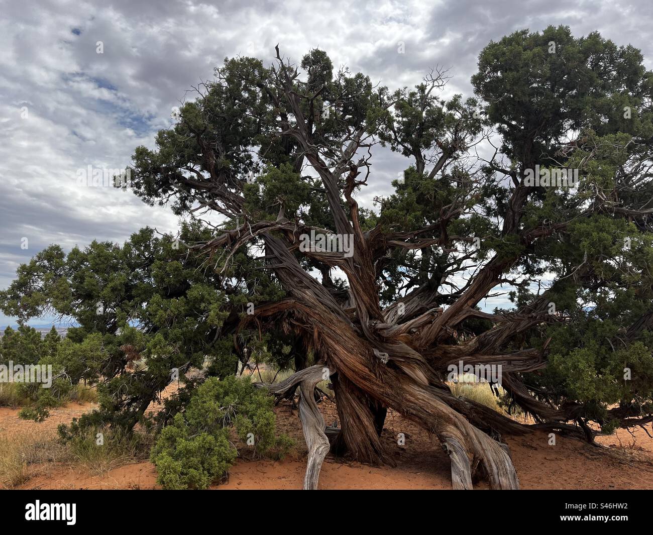 Desert juniper hi-res stock photography and images - Alamy