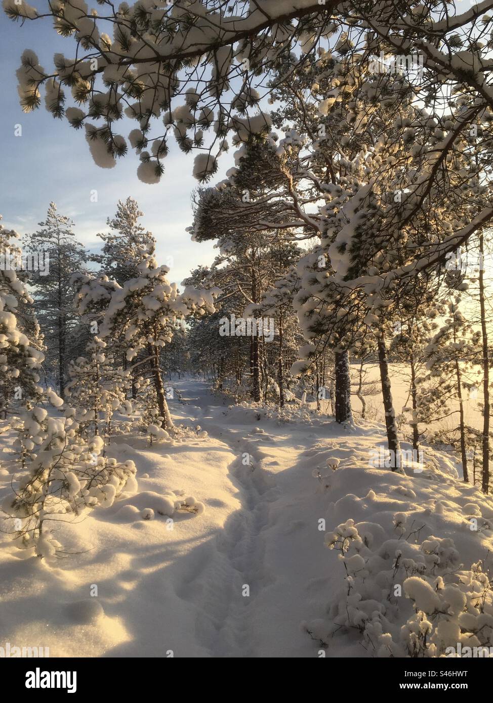 Pines with snow hi-res stock photography and images - Alamy