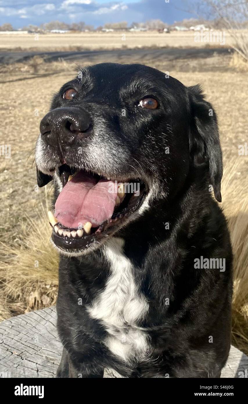 Happy lab hi-res stock photography and images - Alamy