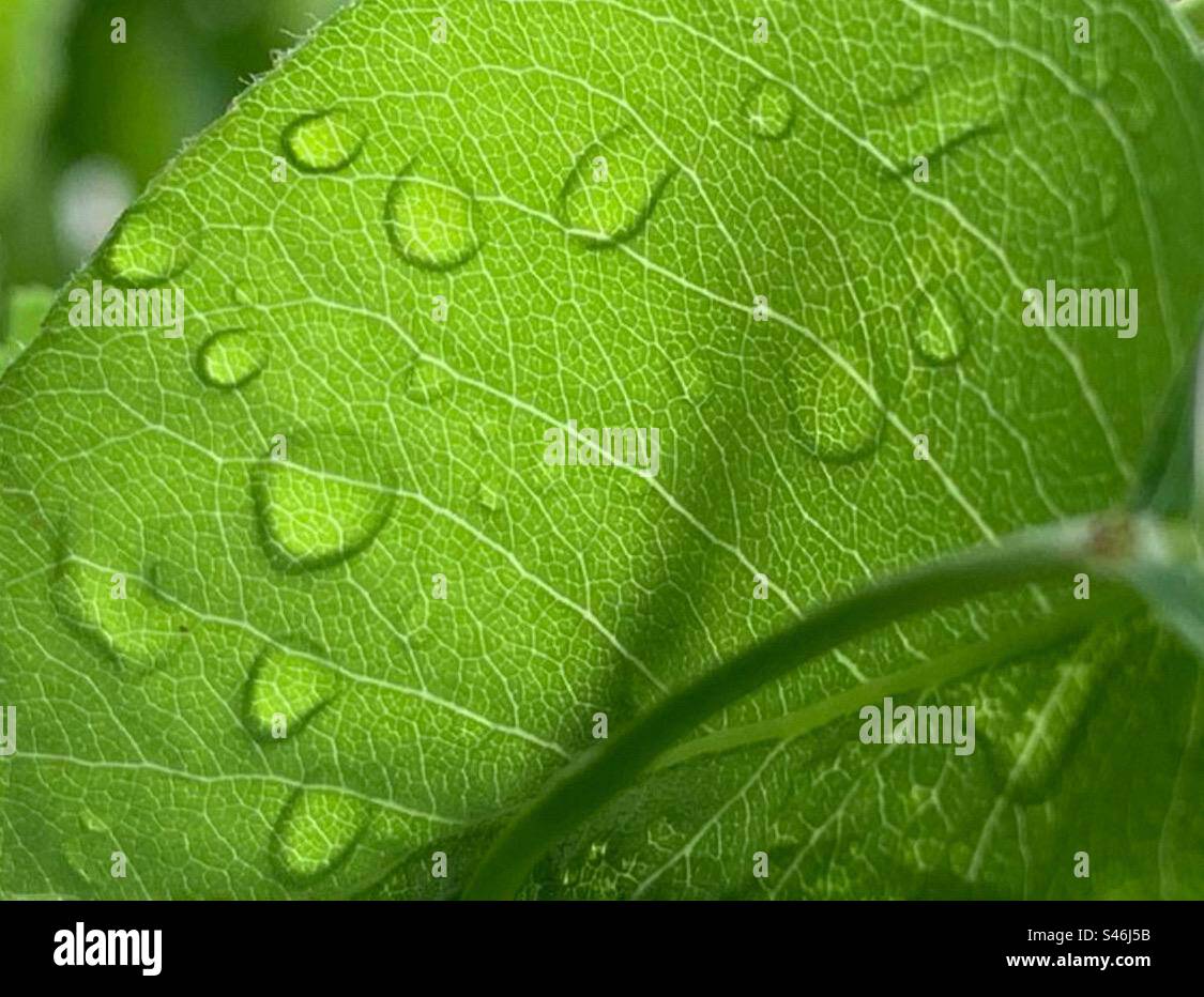 Tree leaf in the rain Stock Photo - Alamy