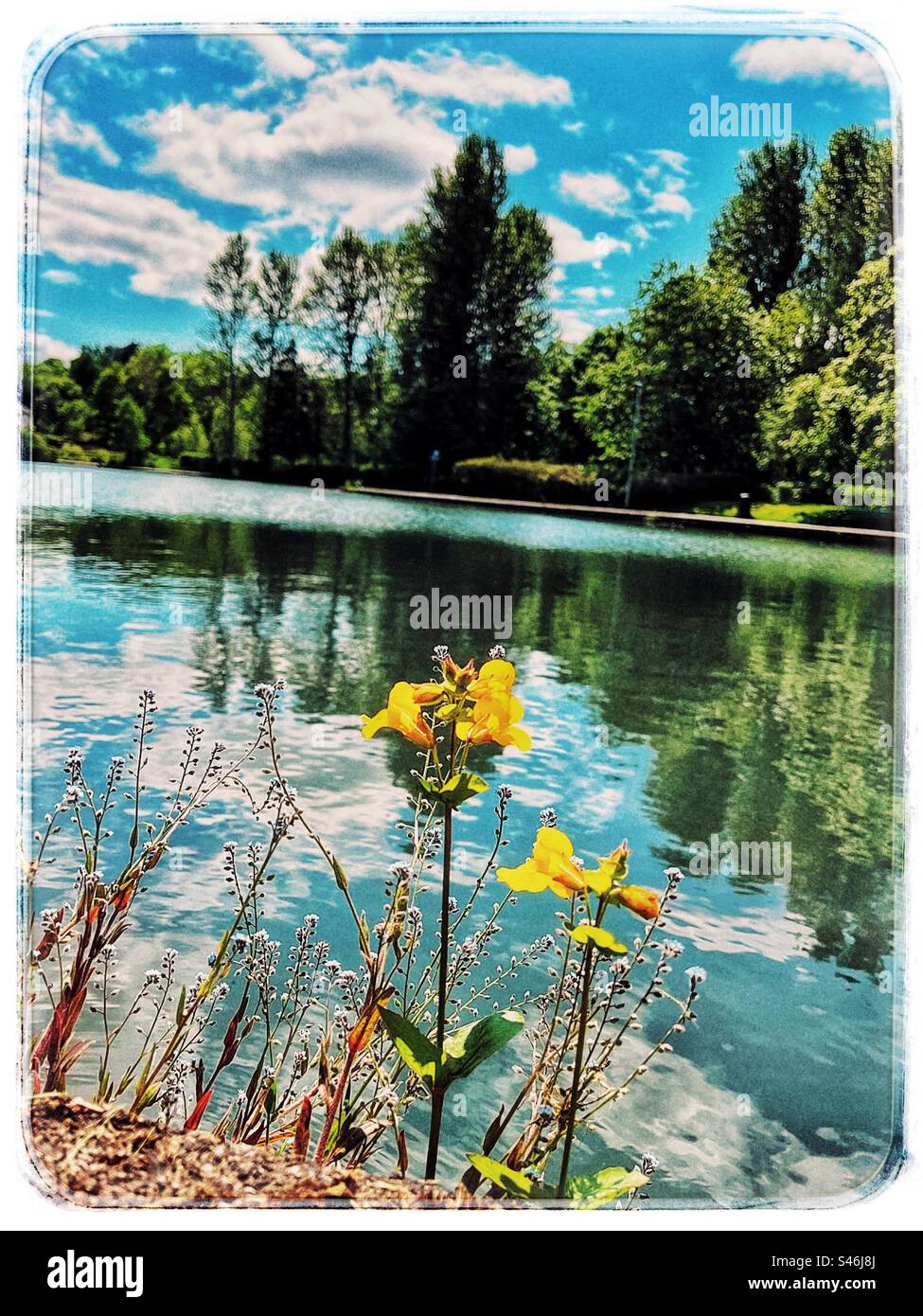 Yellow flowers pond hi-res stock photography and images - Alamy