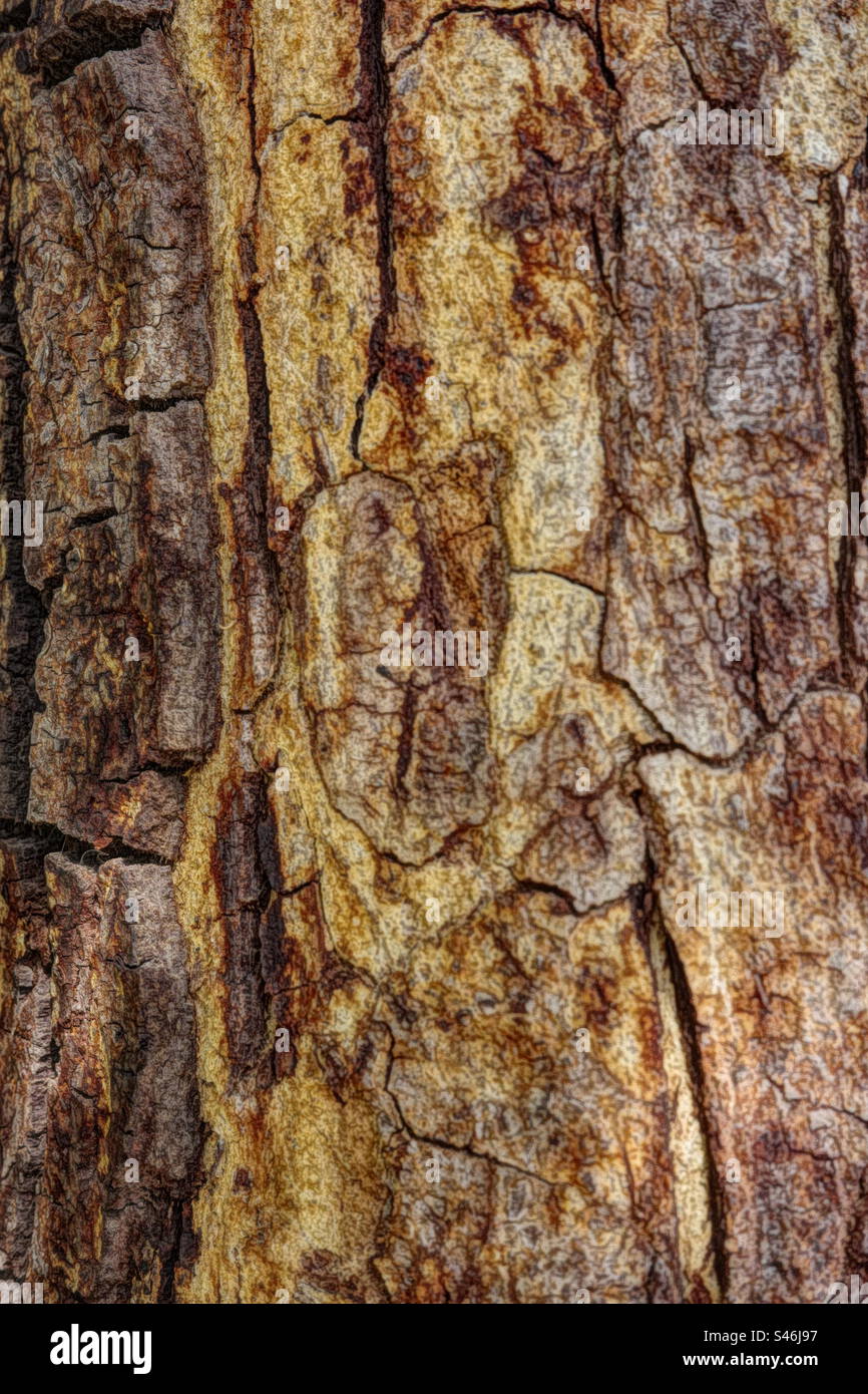 Tree trunk brown hi-res stock photography and images - Alamy
