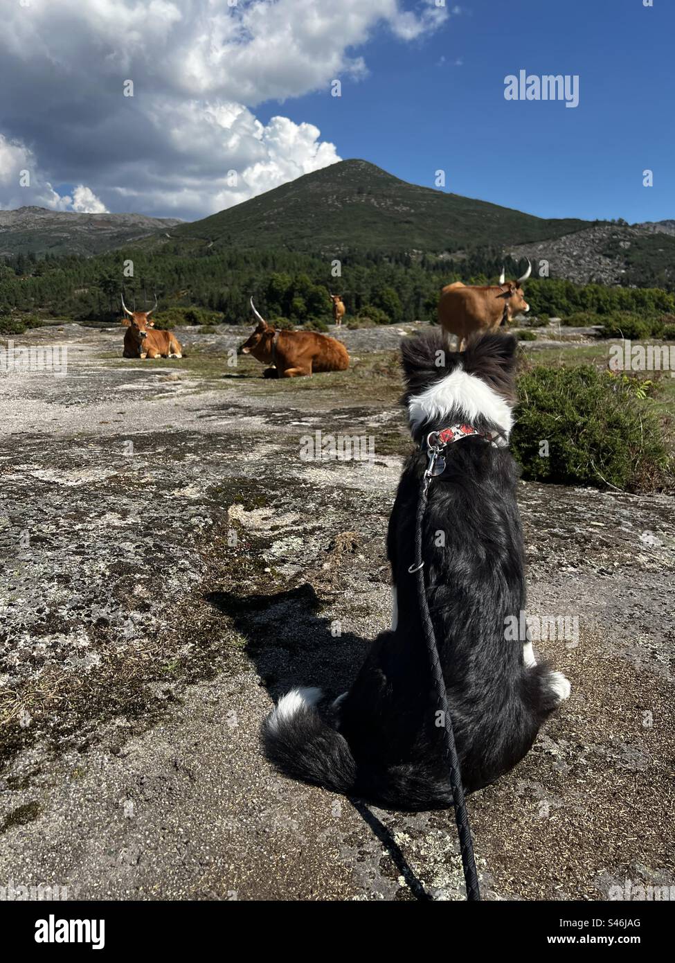 Contemplating dog hi-res stock photography and images - Alamy