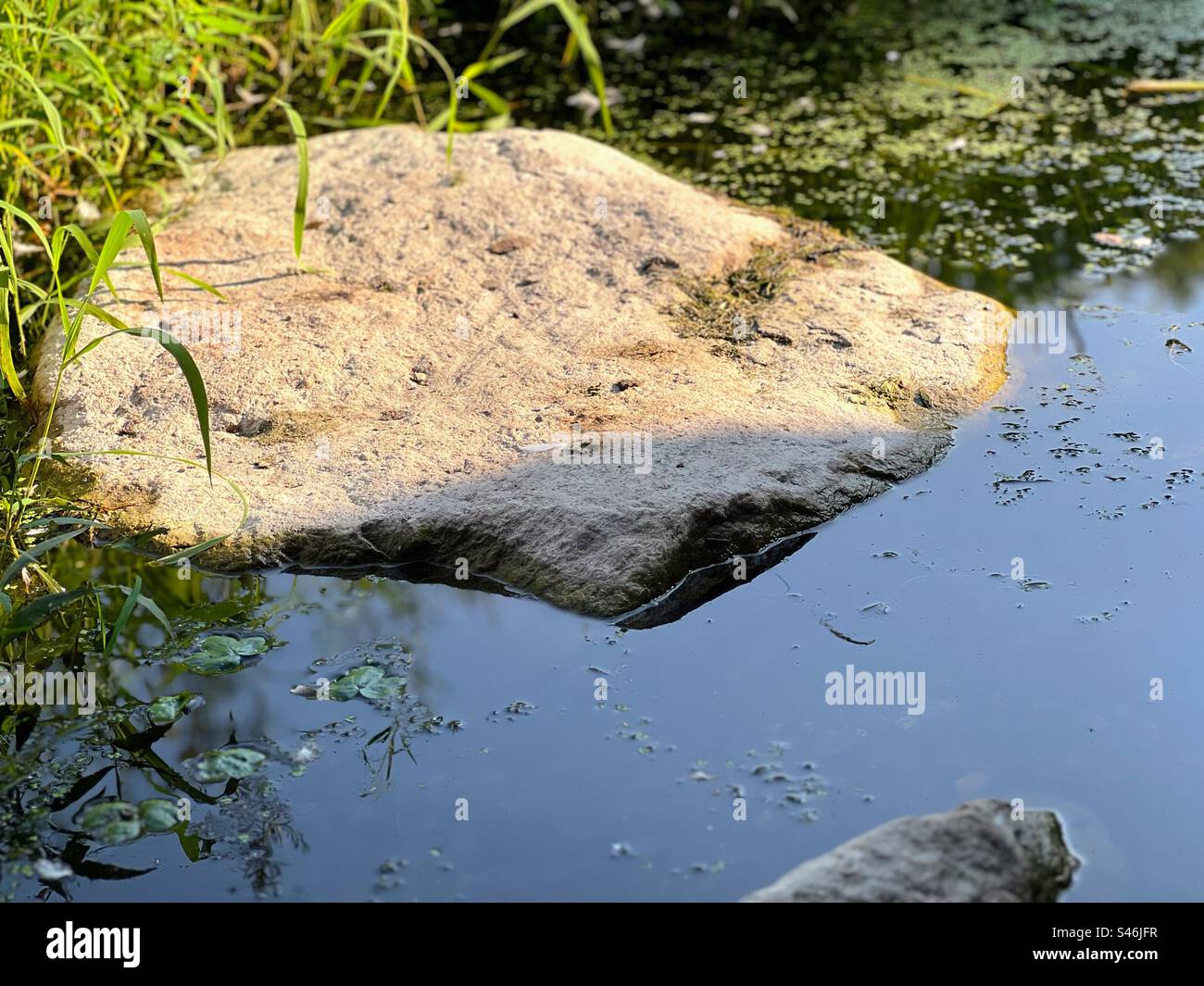 Plants algae hi-res stock photography and images - Alamy
