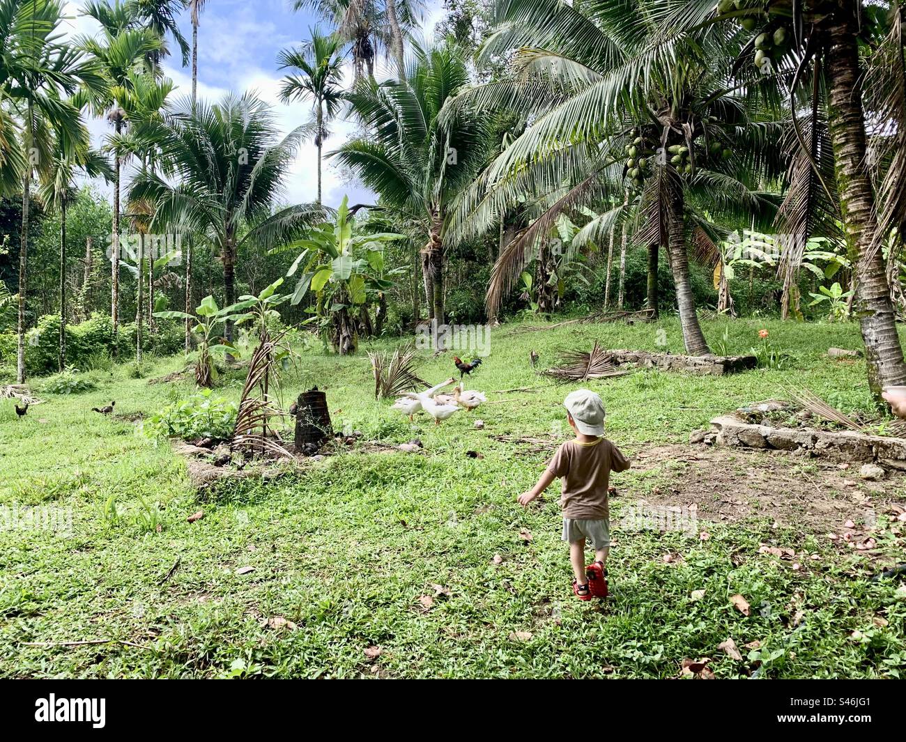Happy kid walking towards to play with ducks and chickens Stock Photo ...