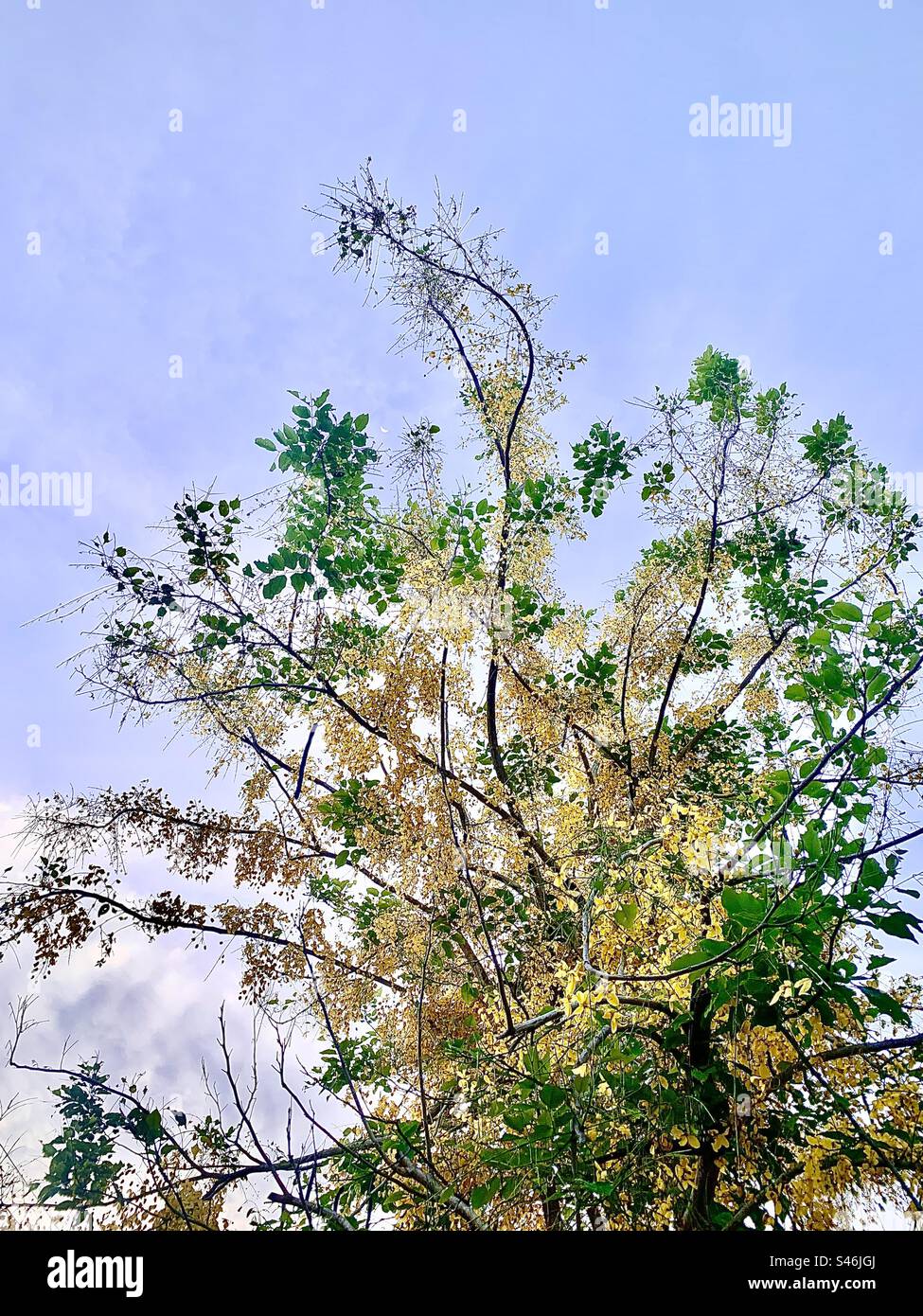 Cassia fistula hi-res stock photography and images - Alamy