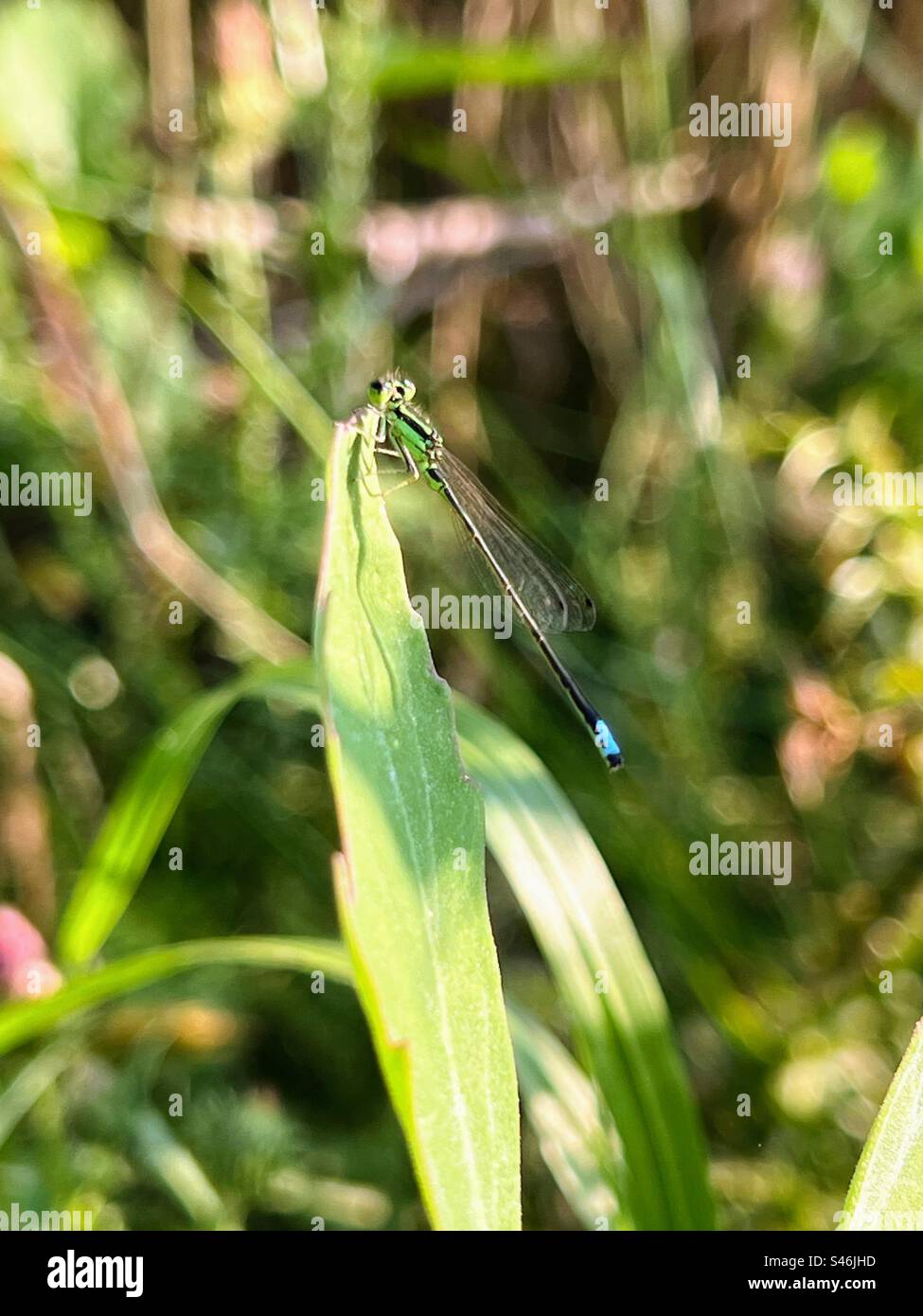 Forktails hi-res stock photography and images - Alamy