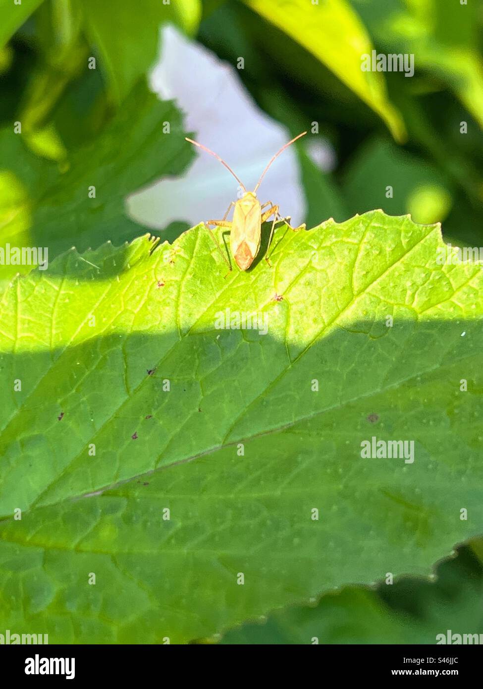 Alfalfa pests hi-res stock photography and images - Alamy