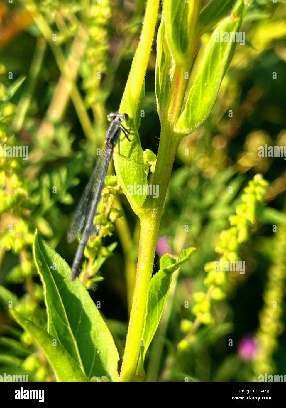 Wings abdomen hi-res stock photography and images - Alamy