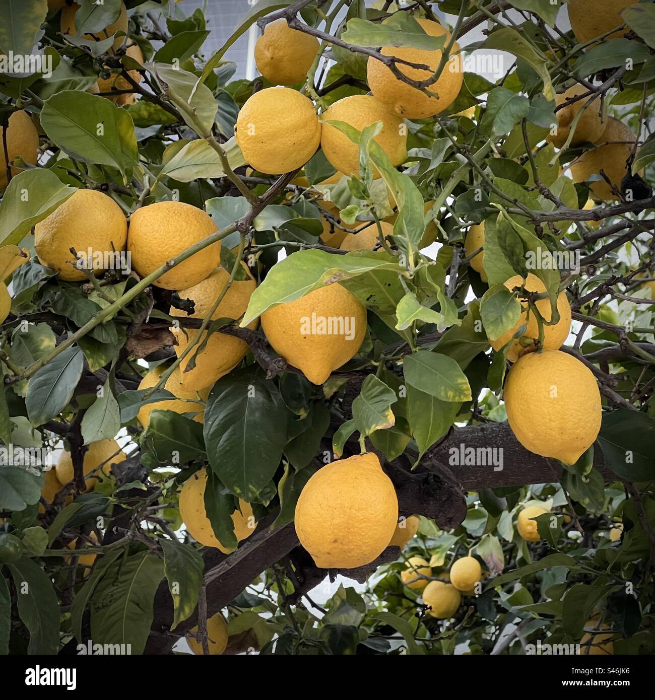 Detail of lots of ripe lemons growing on tree in Southern California ...