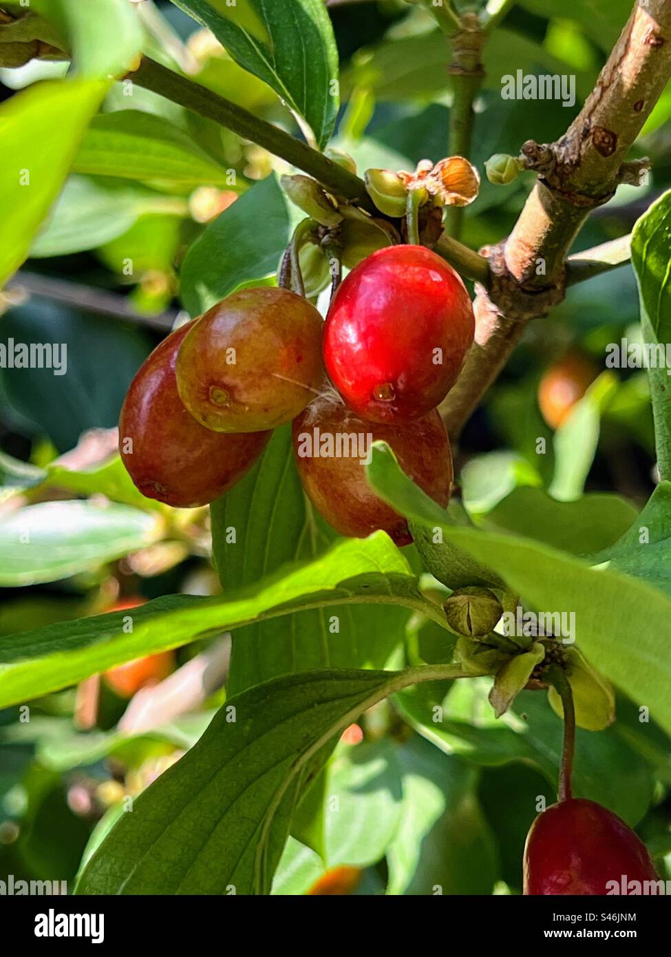 Cornus mas fruits hi-res stock photography and images - Alamy