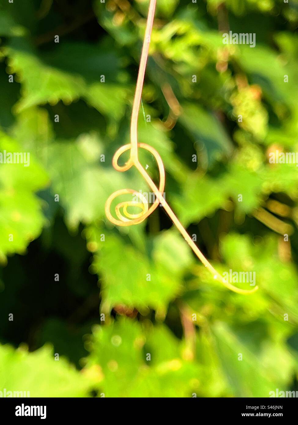 Spiraling curves hi-res stock photography and images - Alamy