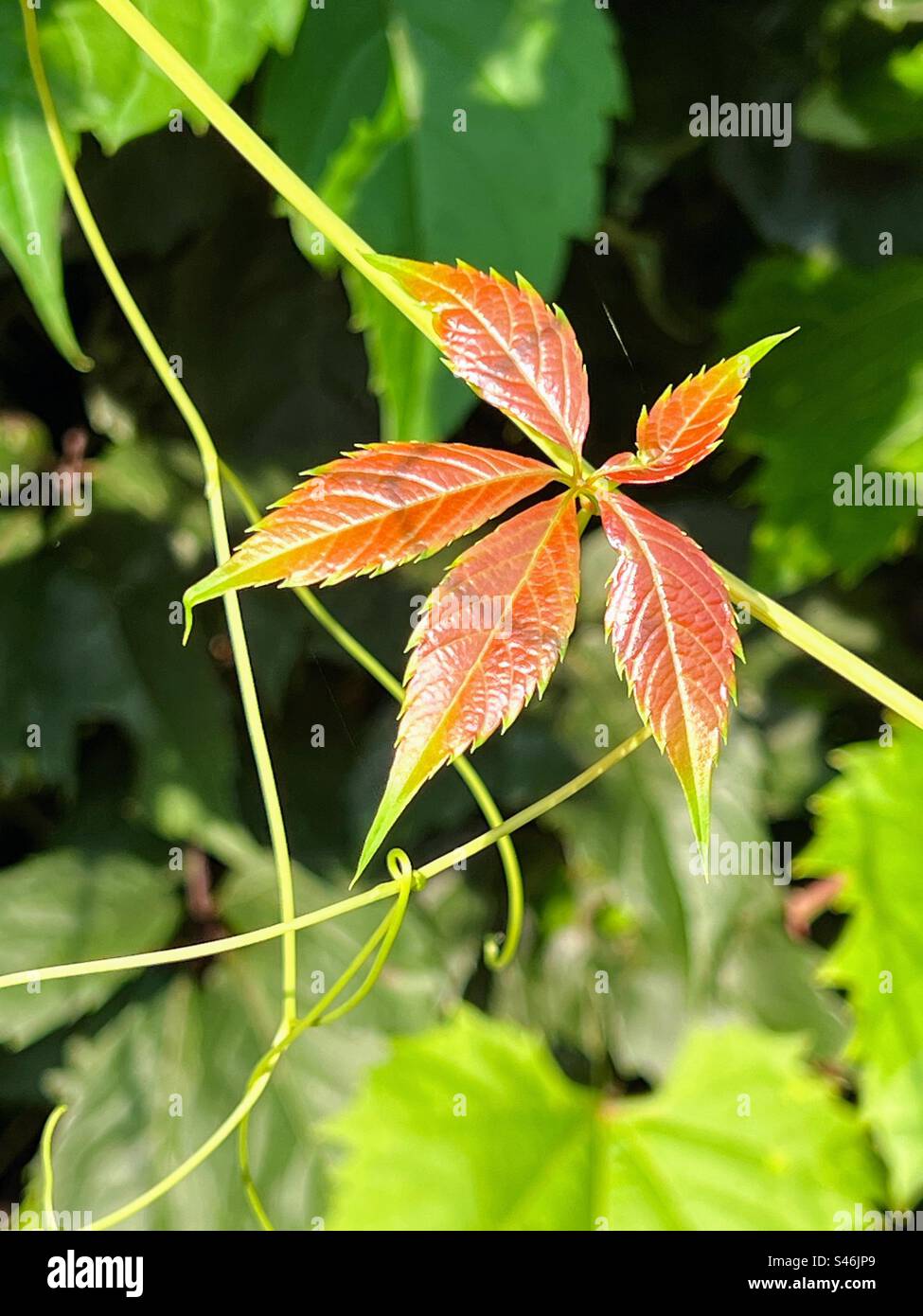 Creeper leaf hi-res stock photography and images - Alamy