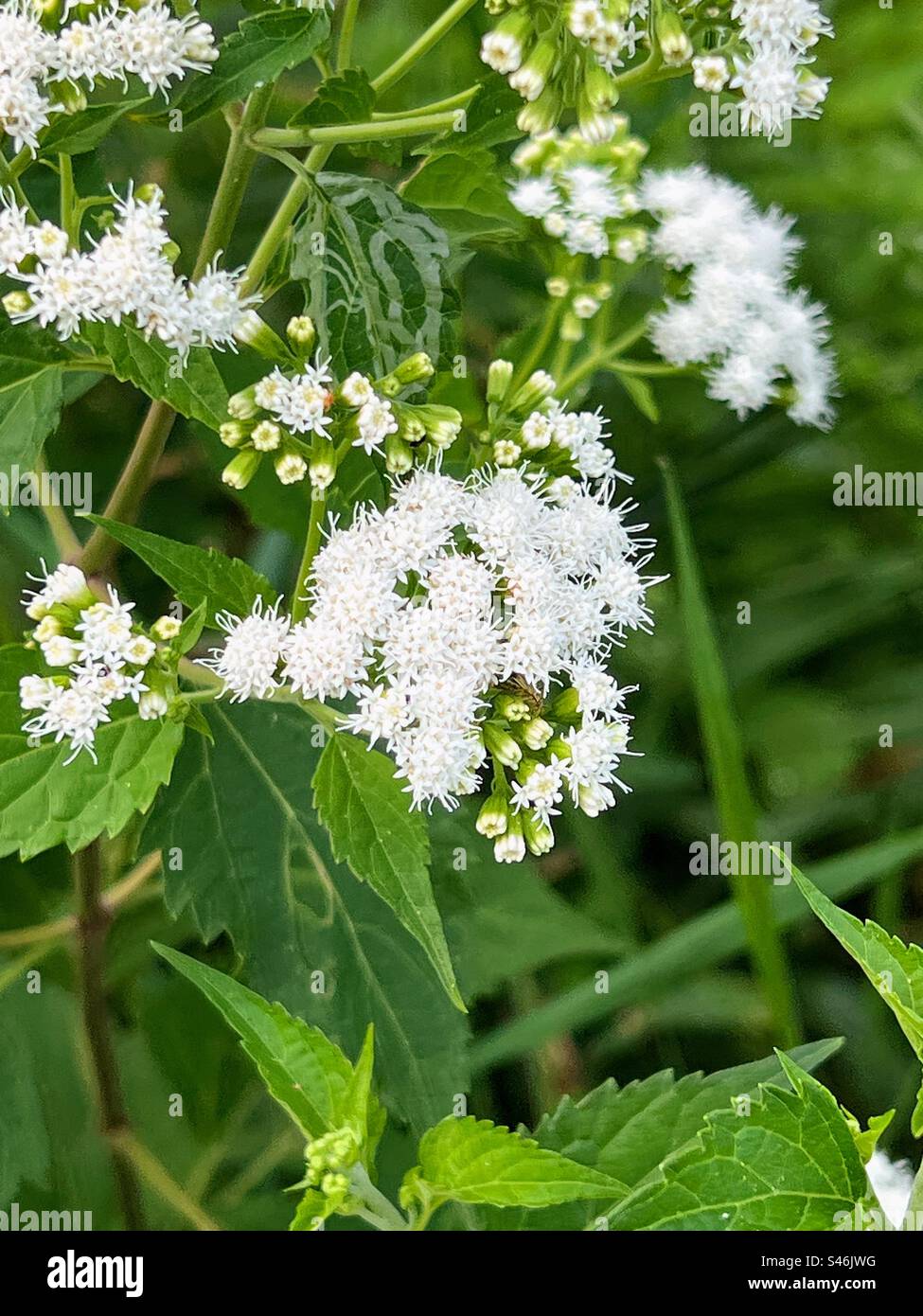White snakeroot in bloom Stock Photo - Alamy