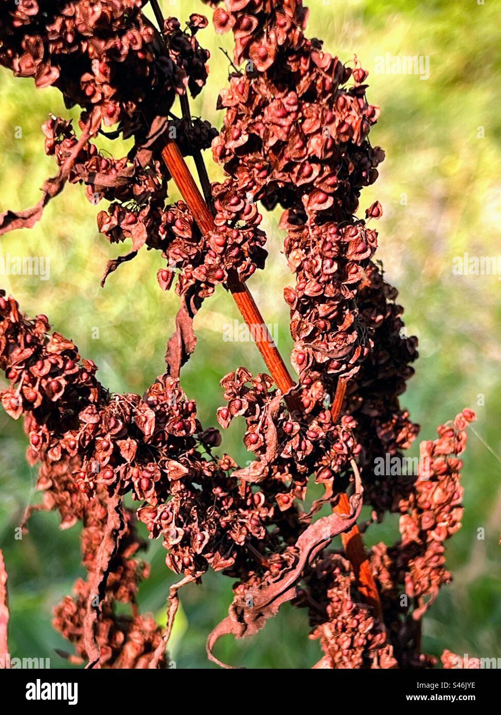 Clusters of seeds hi-res stock photography and images - Alamy