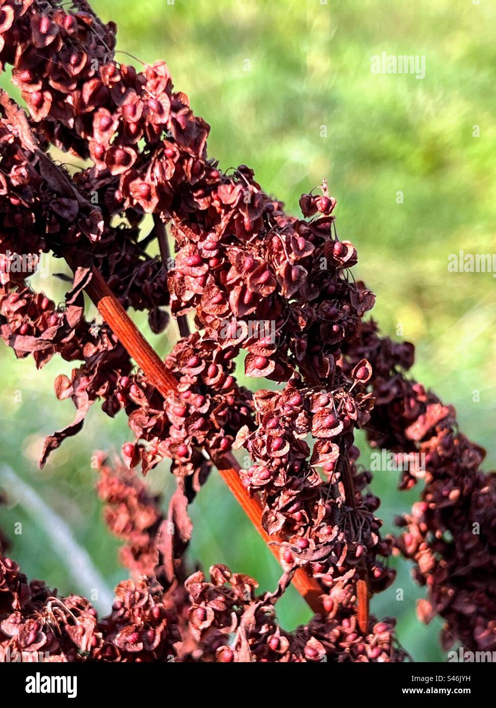 Clusters of seeds hi-res stock photography and images - Alamy