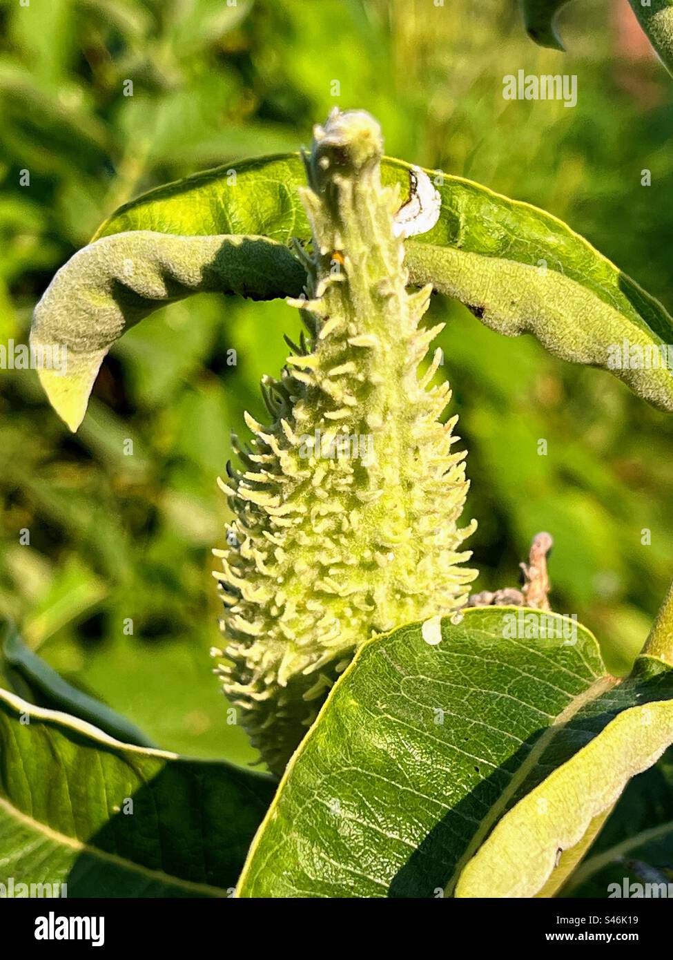 Common milkweed fruit hi-res stock photography and images - Alamy