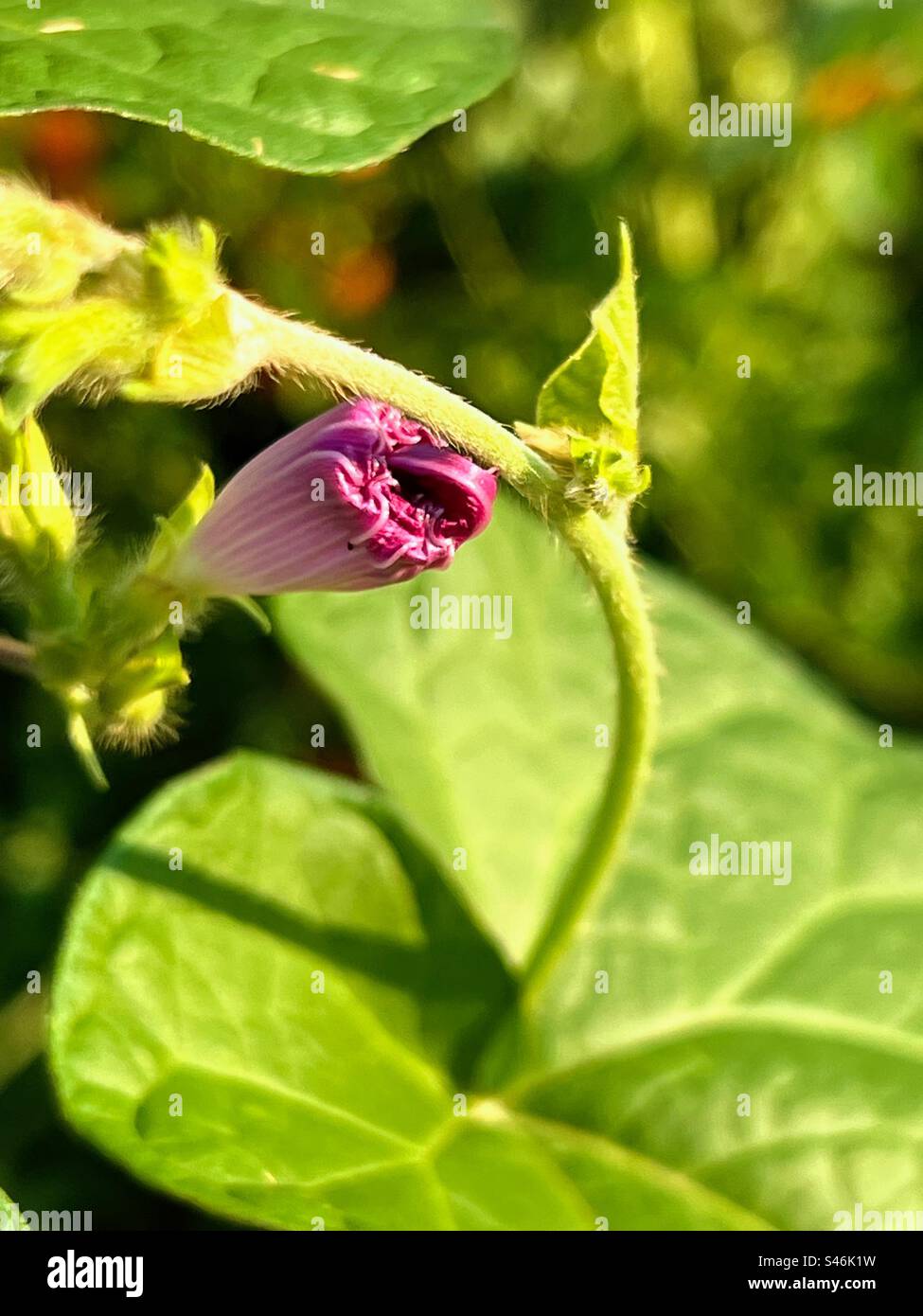 Morning glory (ipomoea indica) hi-res stock photography and images - Alamy