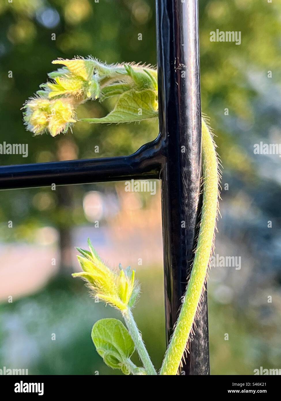 Morning glory ipomoea indica hi-res stock photography and images - Alamy