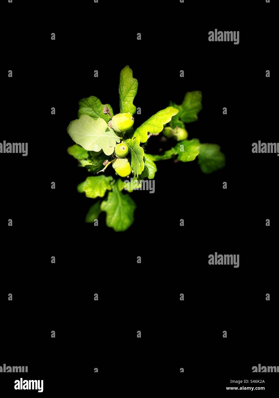 Acorn green hi-res stock photography and images - Alamy