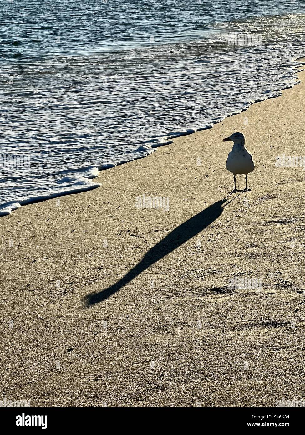Seagull and shadow on Martha’s Vineyard Stock Photo - Alamy