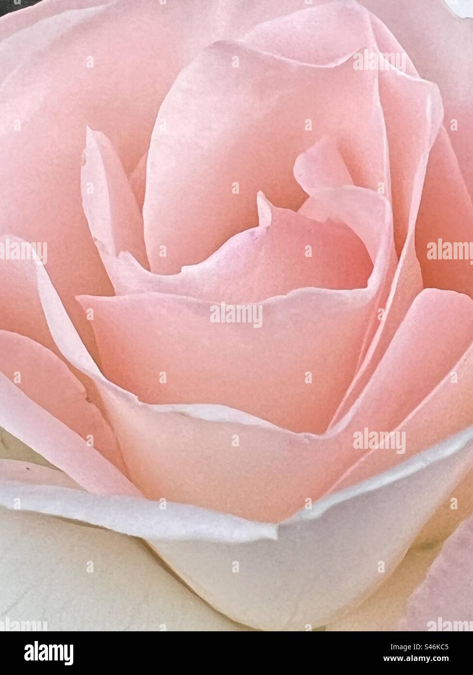 Light pink rose hi-res stock photography and images - Alamy